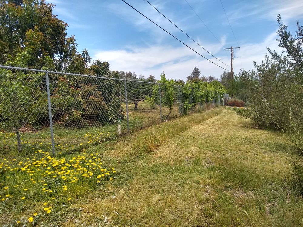 Curating your yard's weeds - Greg Alder's Yard Posts: Southern ...