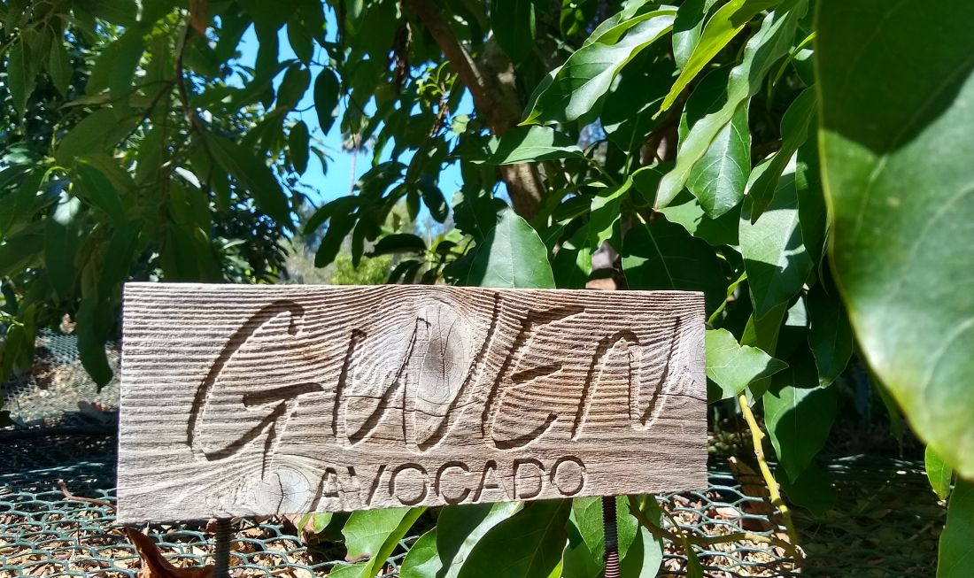 The Gwen avocado tree: a profile - Greg Alder's Yard Posts: Southern ...