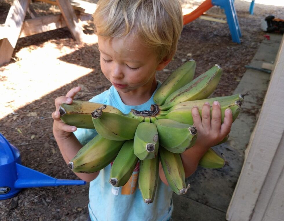 Growing bananas in Southern California - Greg Alder's Yard Posts ...