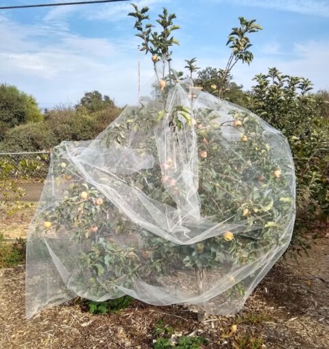Growing apples in Southern California - Greg Alder's Yard Posts ...