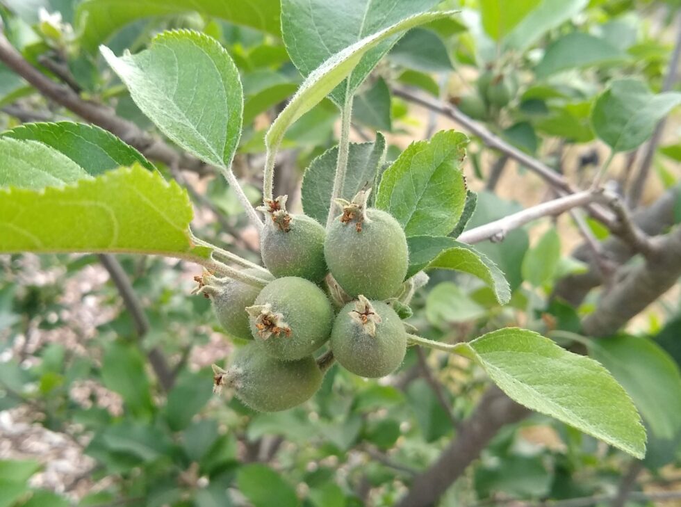 Growing apples in Southern California - Greg Alder's Yard Posts ...