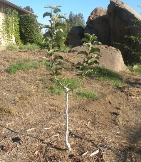 Growing apples in Southern California - Greg Alder's Yard Posts ...