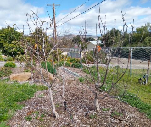 Growing apples in Southern California - Greg Alder's Yard Posts ...