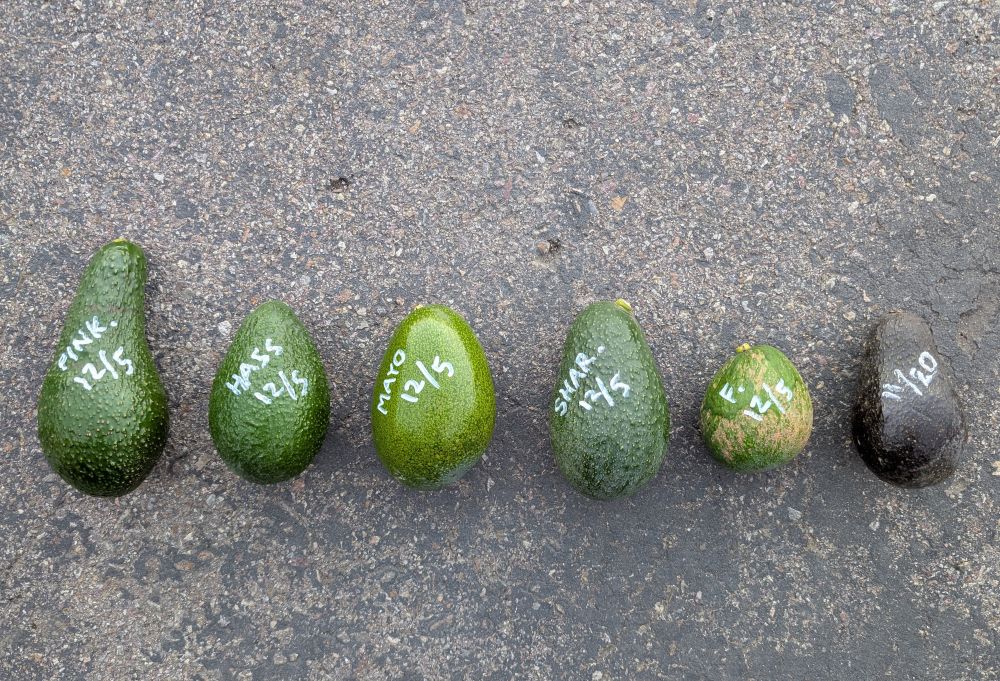 "All About Avocados" - a workshop at the 2026 EcoFarm conference - Greg ...