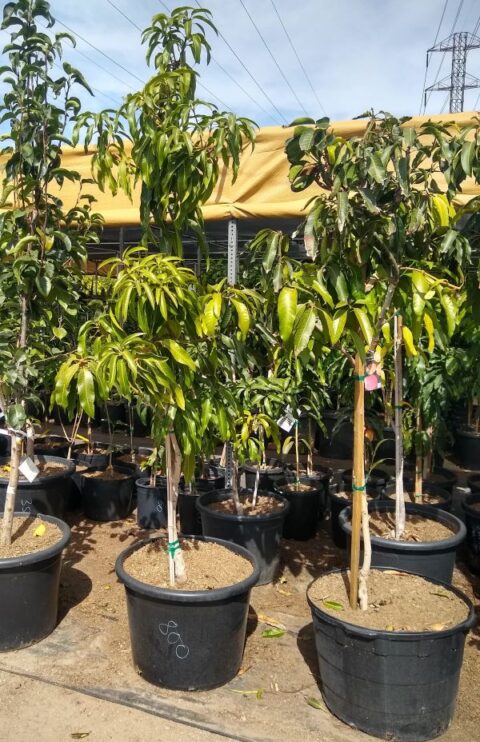 Growing mangos in Southern California - Greg Alder's Yard Posts ...