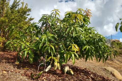 Growing mangos in Southern California - Greg Alder's Yard Posts ...