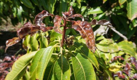 Growing mangos in Southern California - Greg Alder's Yard Posts ...