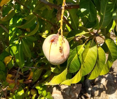 Growing mangos in Southern California - Greg Alder's Yard Posts ...
