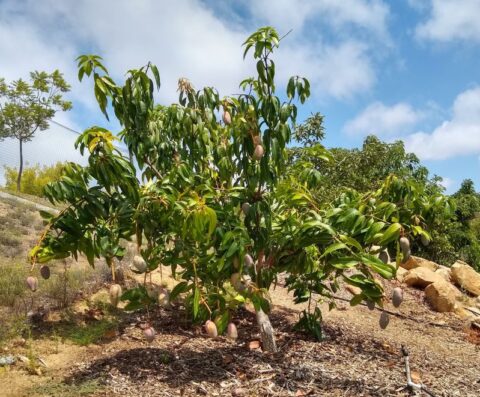 Growing mangos in Southern California - Greg Alder's Yard Posts ...