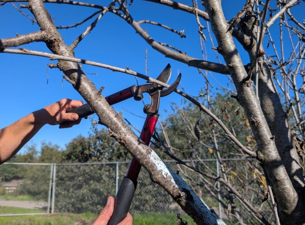 All about winter pruning of deciduous fruit trees in Southern ...