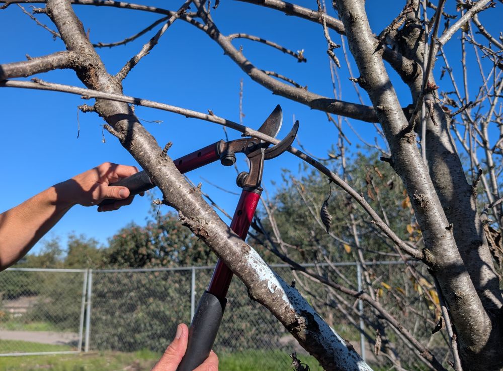 All about winter pruning of deciduous fruit trees in Southern ...