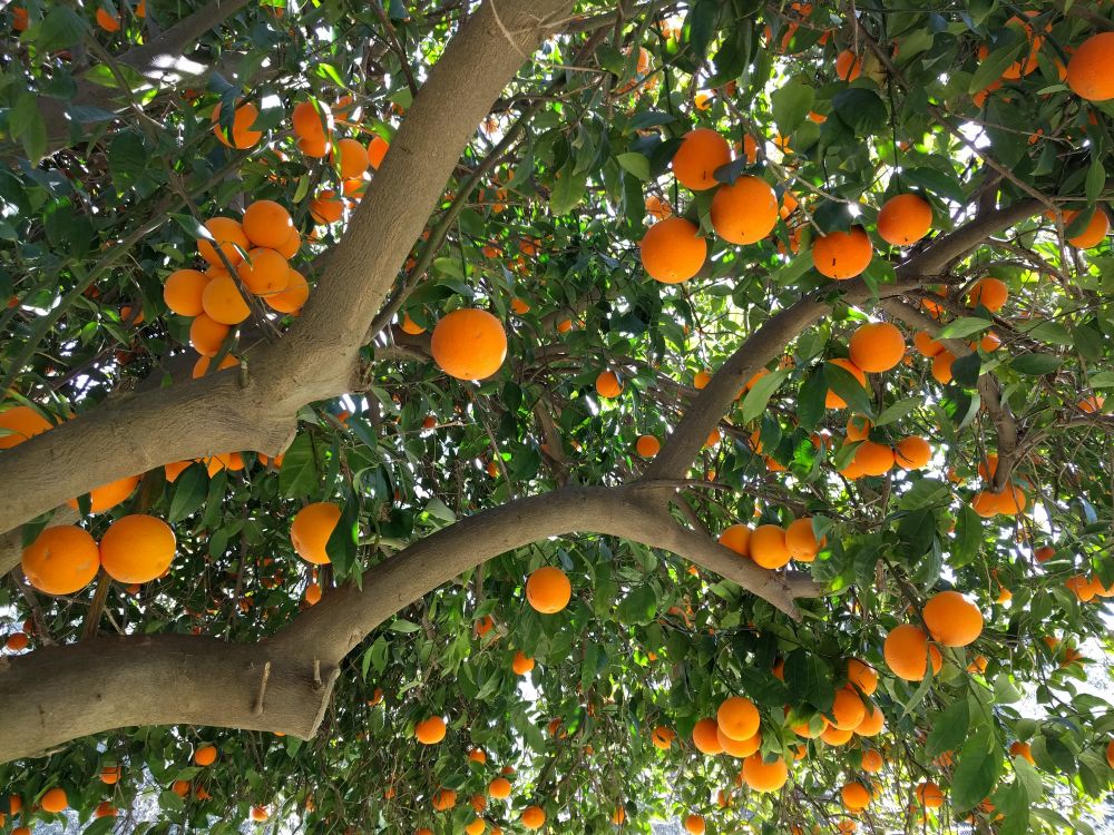 Why I’m not worried about HLB, Citrus Greening disease - Greg Alder's ...