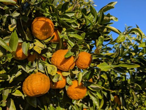 The Gold Nugget mandarin tree: a profile - Greg Alder's Yard Posts ...