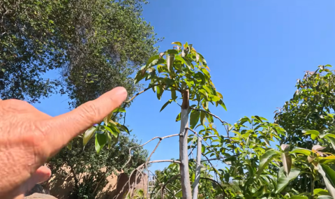Signs your avocado tree is healthy . . . or not - Greg Alder's Yard ...